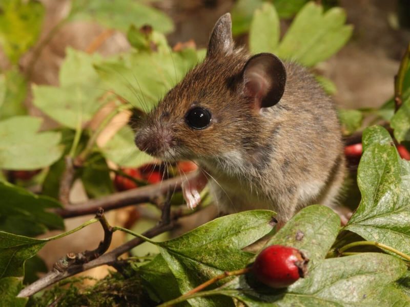 Topo selvatico (Microtus arvalis) – BroomGulf